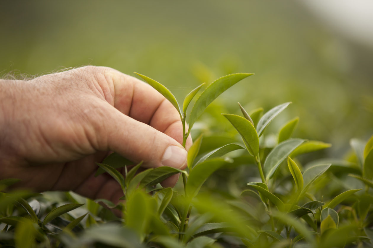 Intro to Essential Oils - Abundant Life Farm